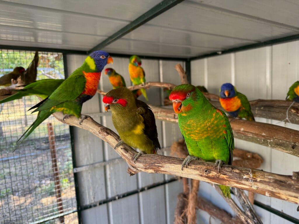 Parasite Treatments For Birds – What Every Bird Owner Should Know ...